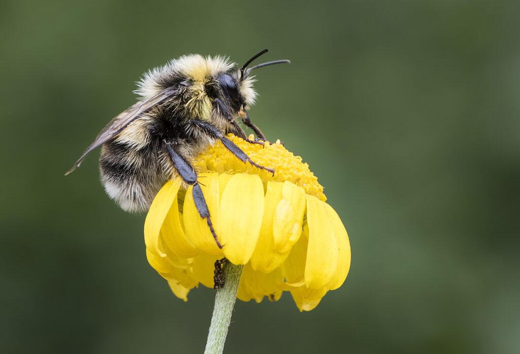 Retoriske figurer - Danske Taler